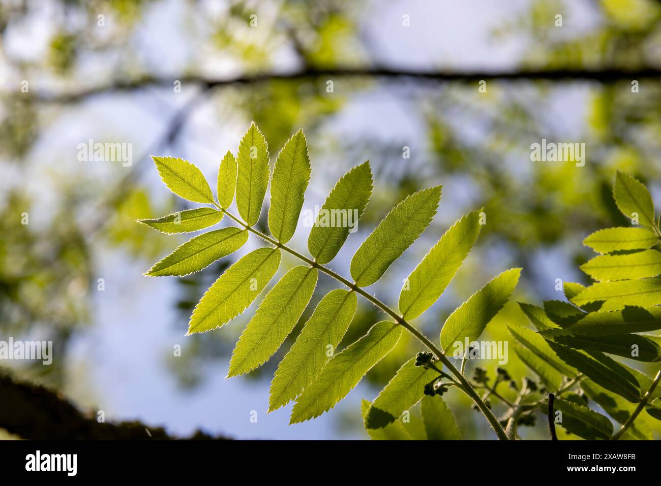 new foliage on rowan trees in spring, beautiful new rowan foliage in ...