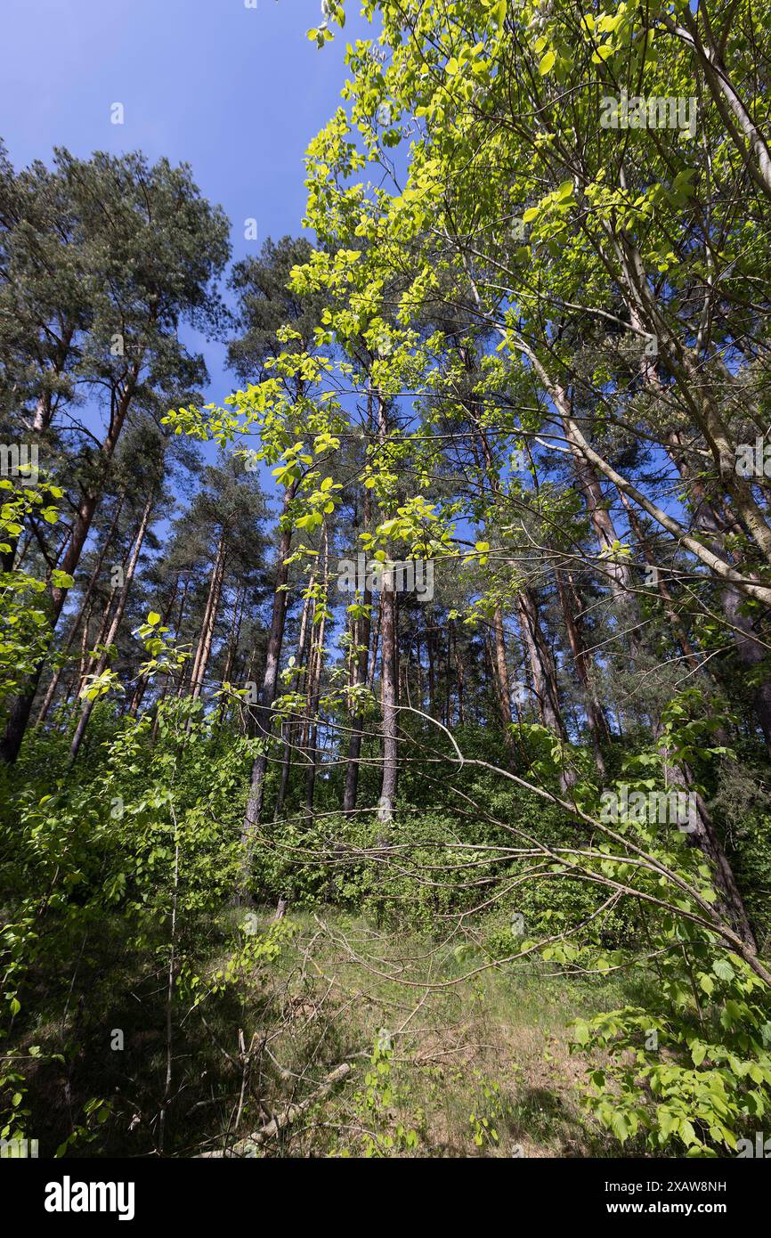 pines and deciduous trees in a mixed forest in spring, wildlife with ...