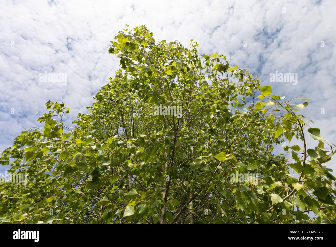 birch tree with green foliage in windy weather, the foliage of the tree ...
