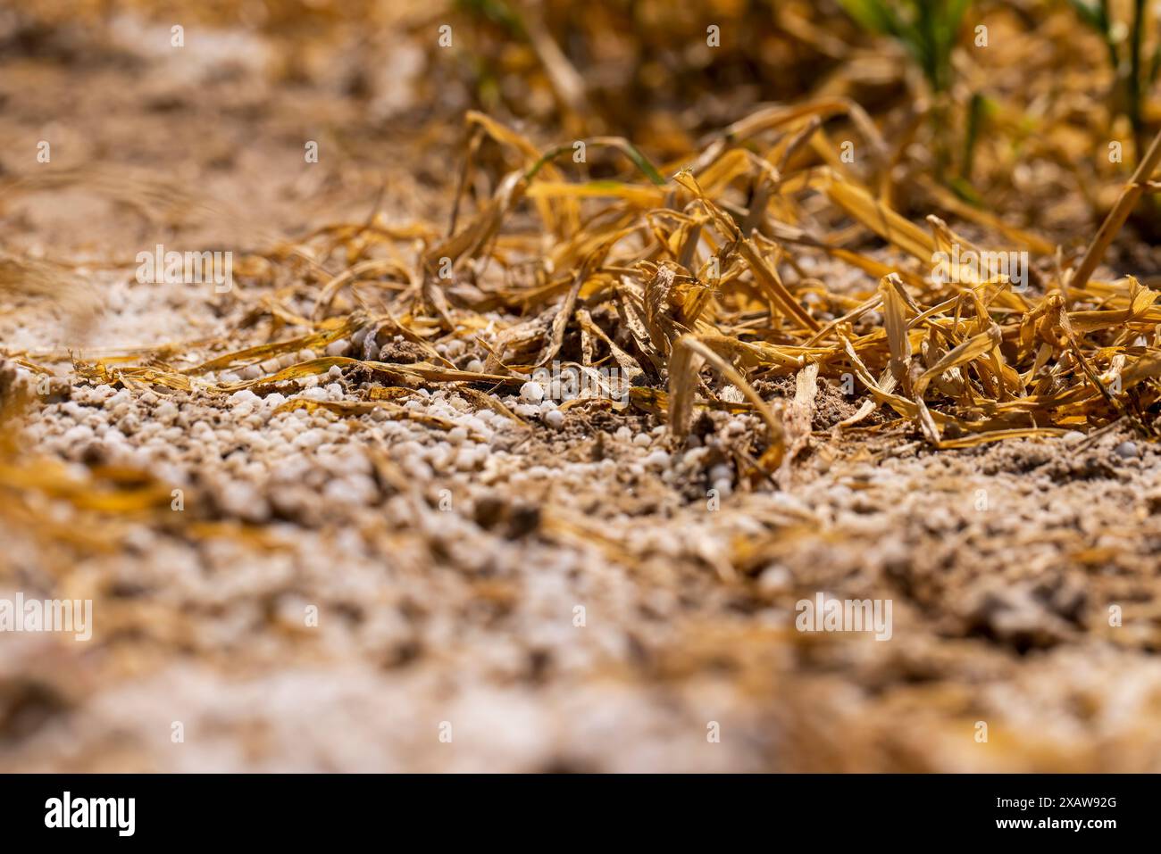 the destroyed wheat crop from the excessive use of mineral fertilizers ...