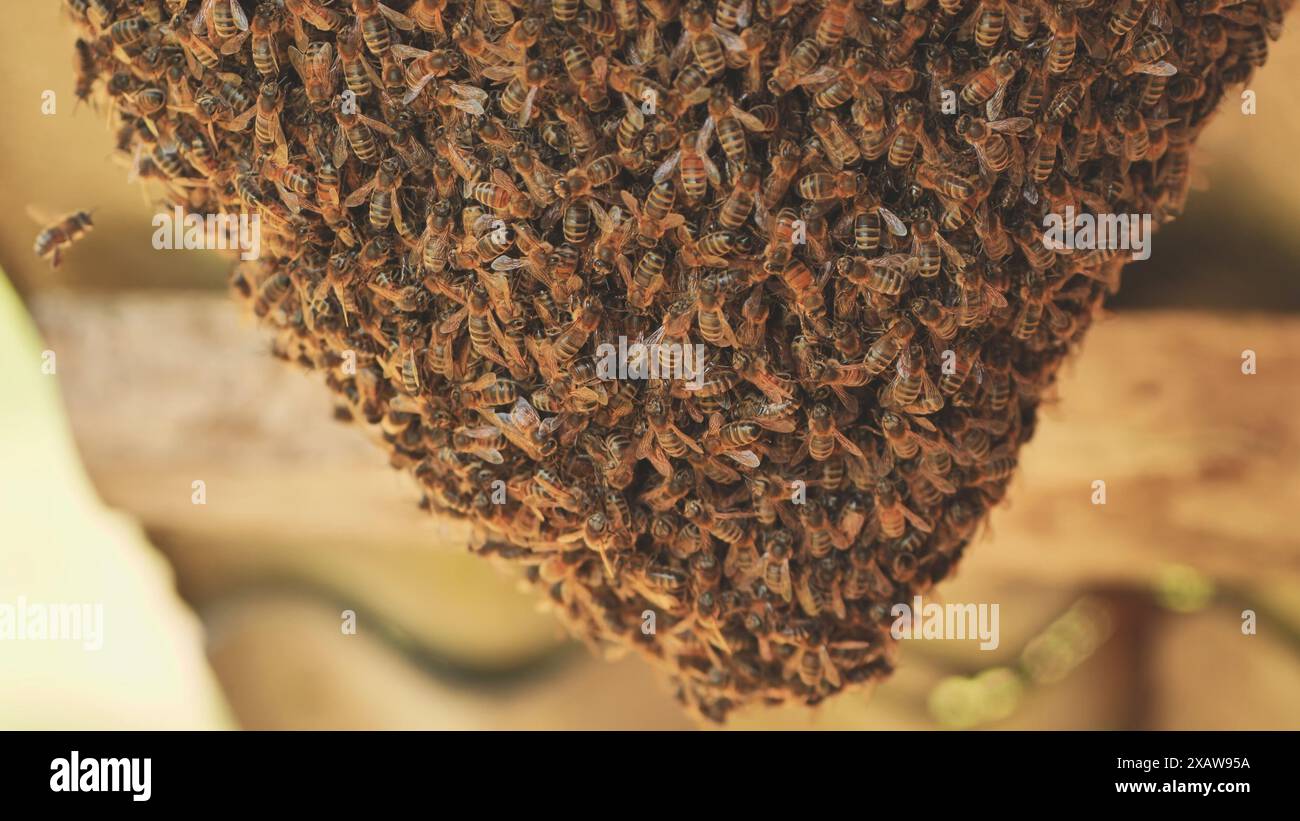 A hive of wild bees in the countryside Stock Photo - Alamy