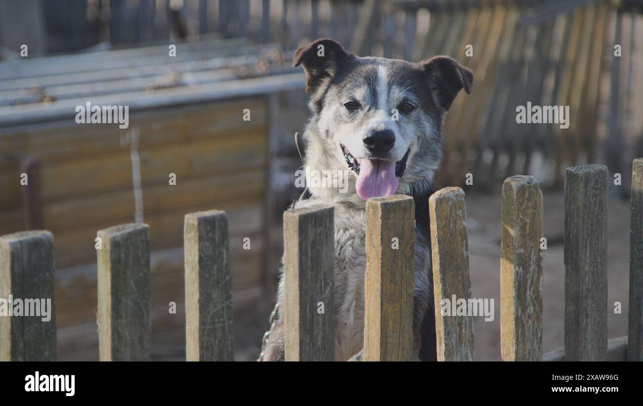 A country dog on a chain Stock Photo - Alamy