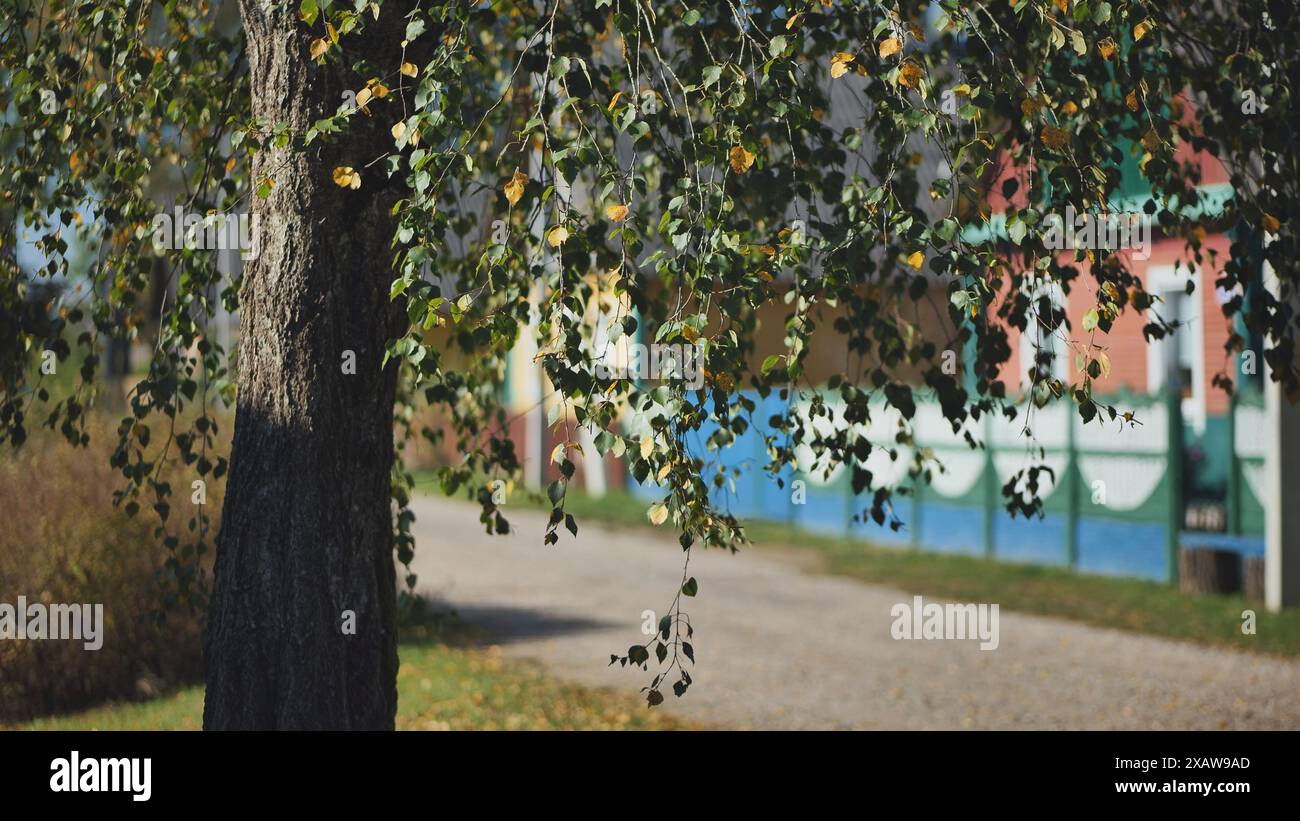 Rural landscape. Birch branches on the background of houses in a ...
