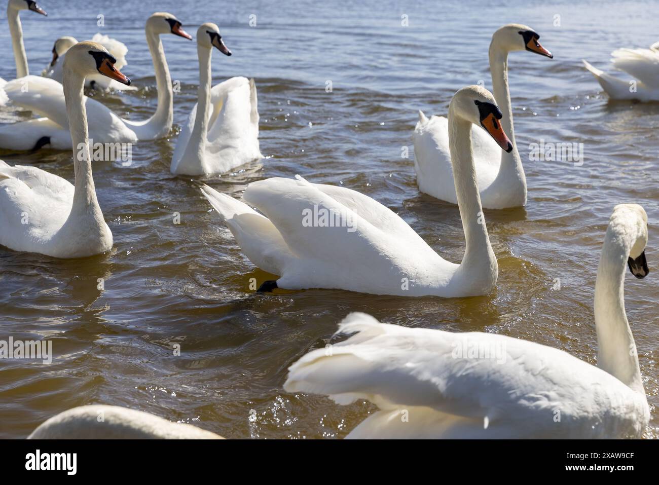 A large group of hungry swans in spring, white swans waiting to feed ...