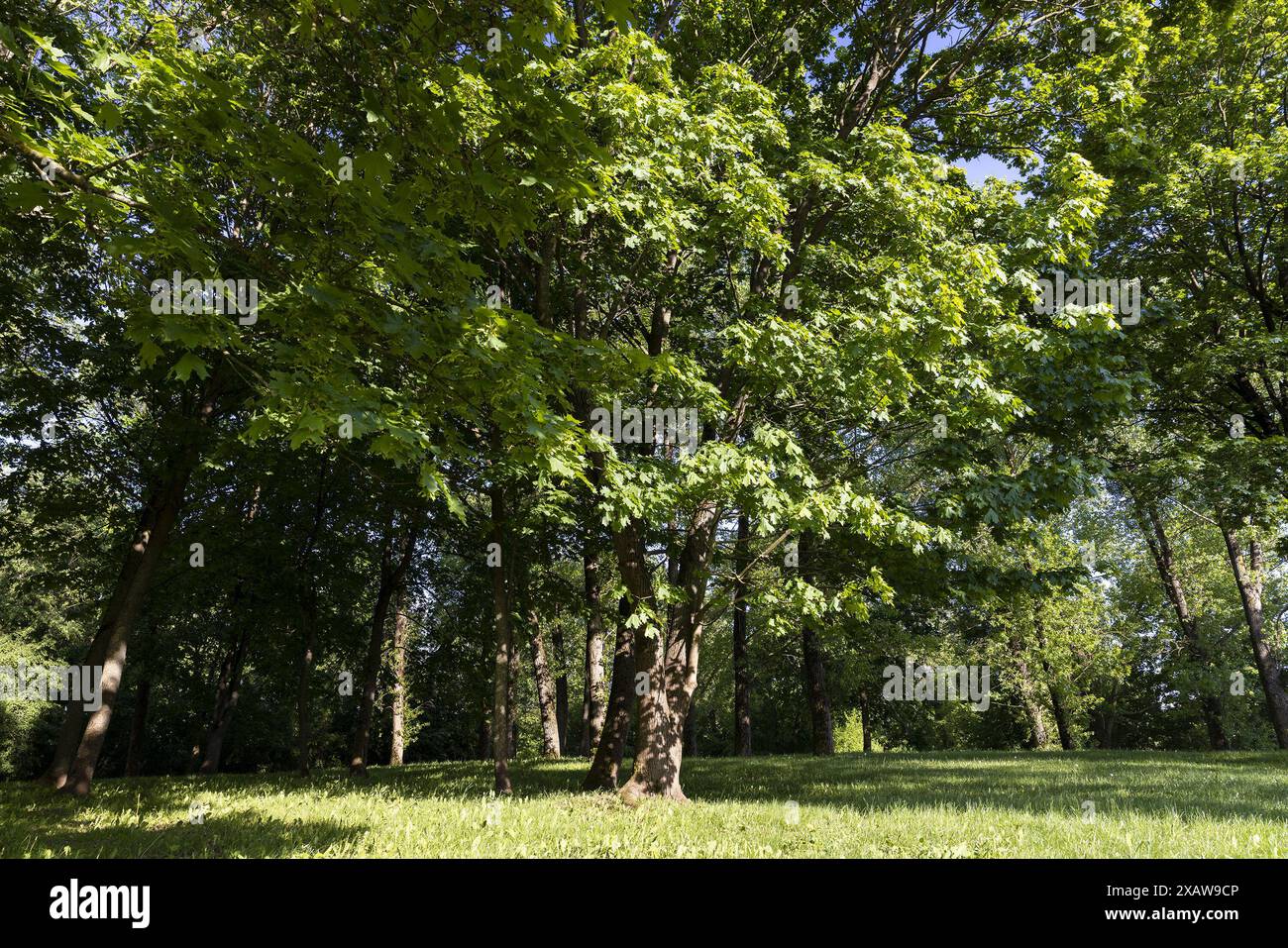 maples and other deciduous trees in the park in spring, beautiful green ...