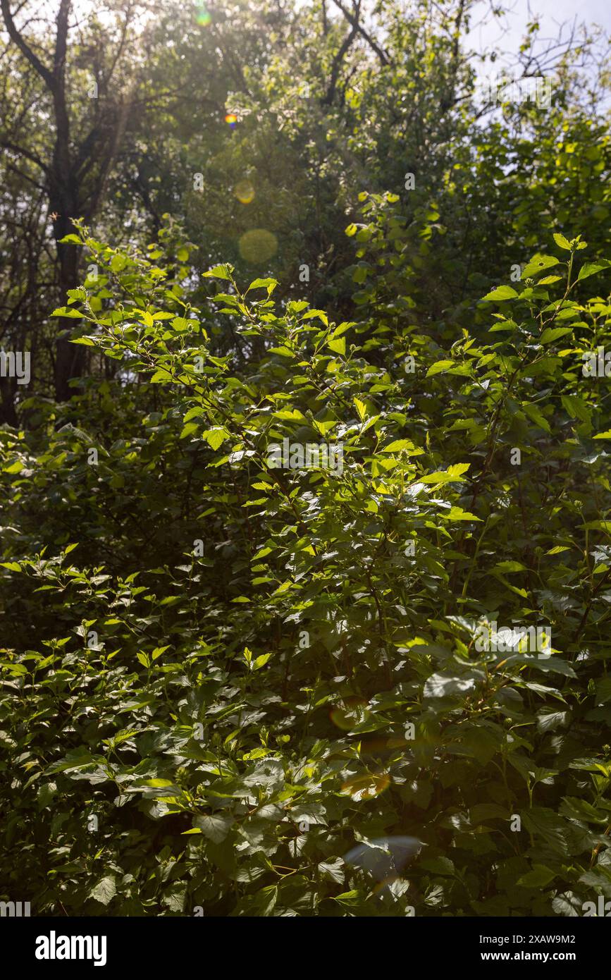 deciduous trees in a mixed forest in spring, wildlife with different ...