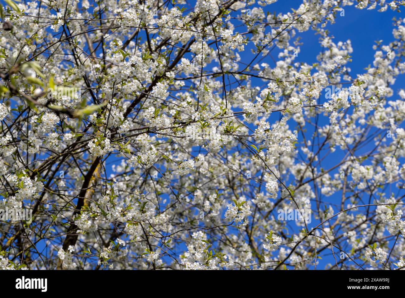 cherry blossoms in spring in sunny weather, cherry blossoms in the ...