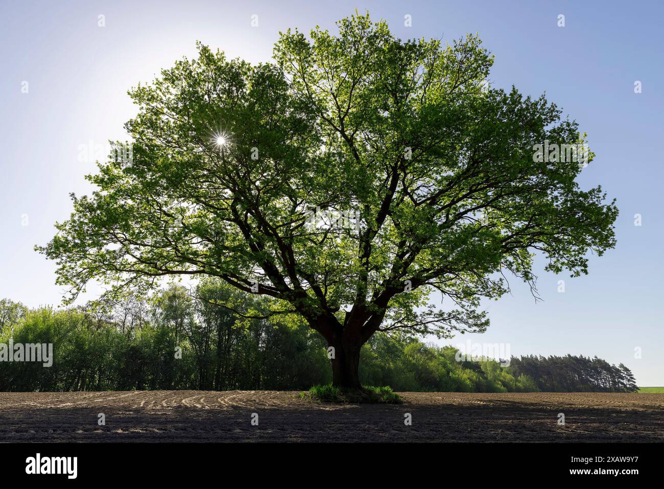 one tall oak tree in a plowed field, a single growing oak tree in an ...