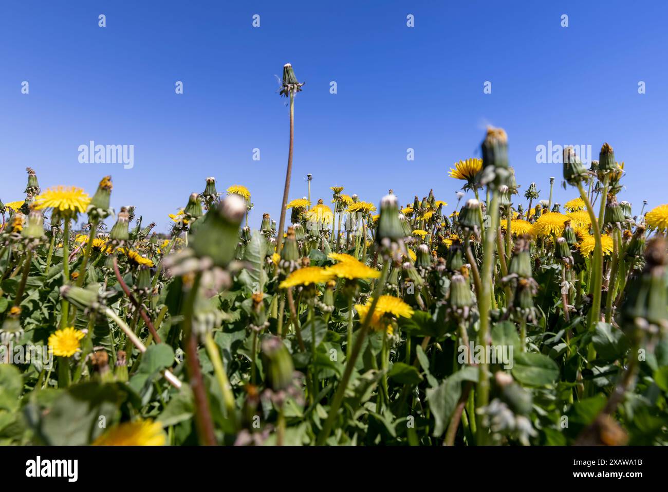 a field where grass and flowers grow for hay harvesting, hay harvesting ...