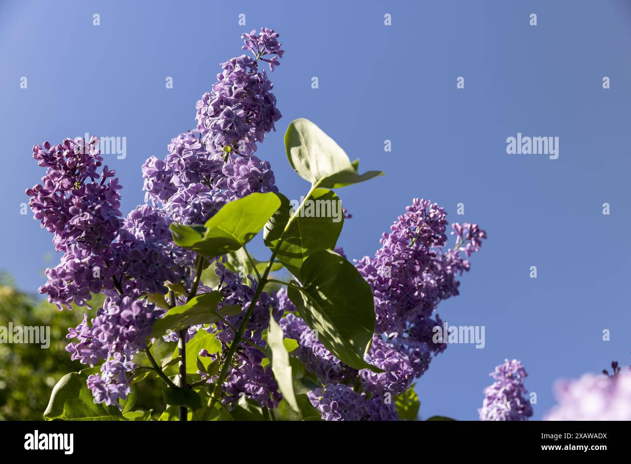 purple lilac inflorescences in spring, lilac bush during flowering ...