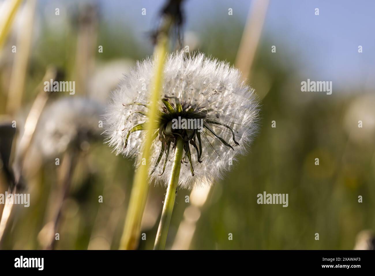 white dandelion balls in spring, dandelion seeds in spring after ...