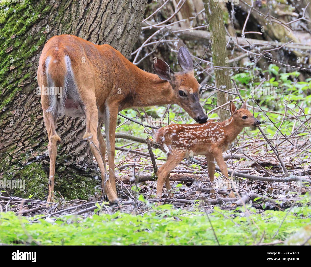 White-tailed deer mother and his baby (Bambi) in the forest, Canada ...