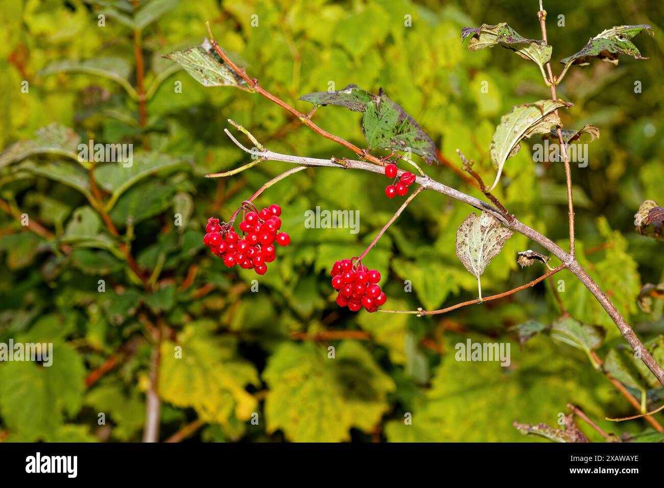 Red Viburnum Berries. Red ripe Viburnum berries -kalina (Viburnum ...