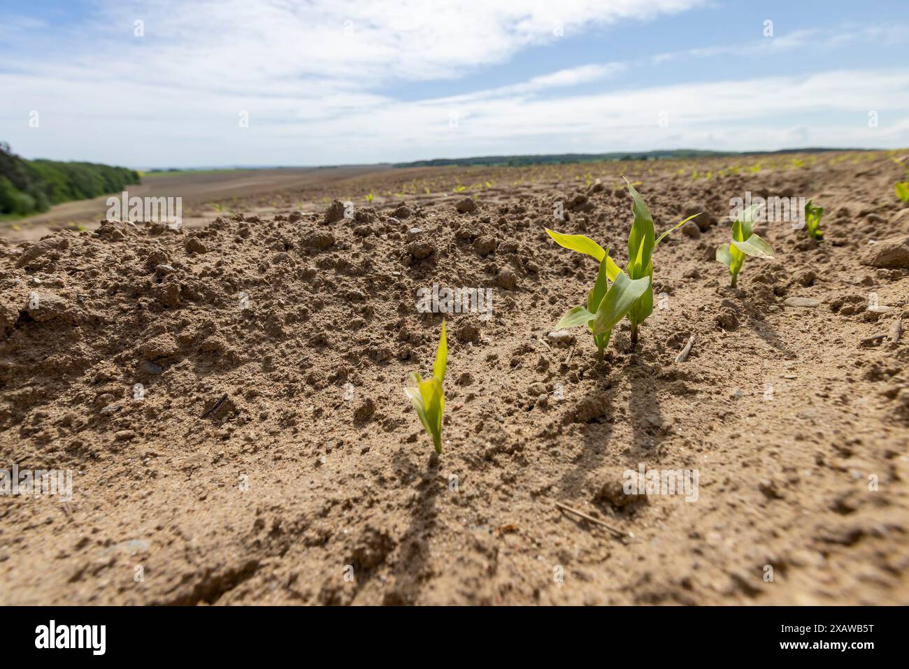 young corn sprouts in a field, a monoculture field with the cultivation ...