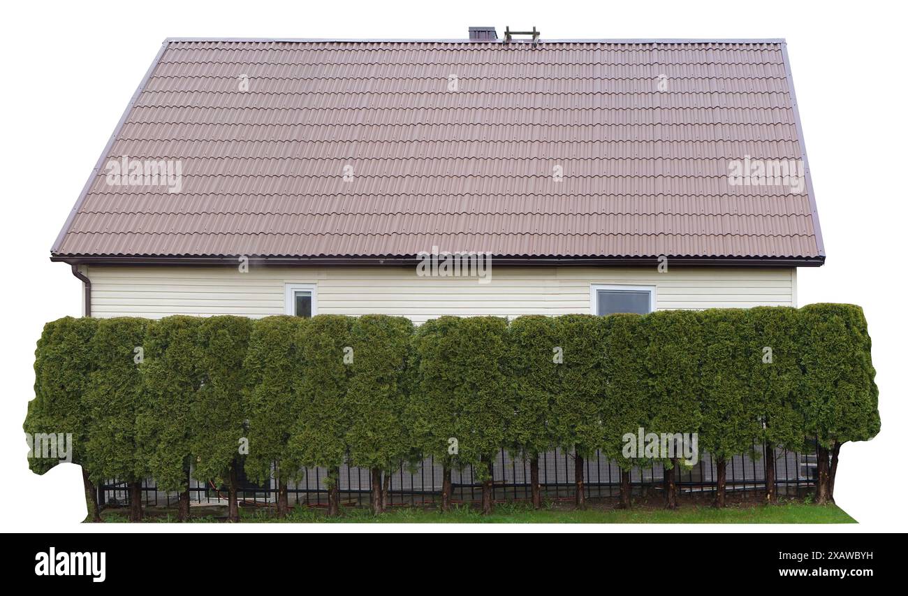 A hedge of coniferous trees near a village shed. Isolated on white ...