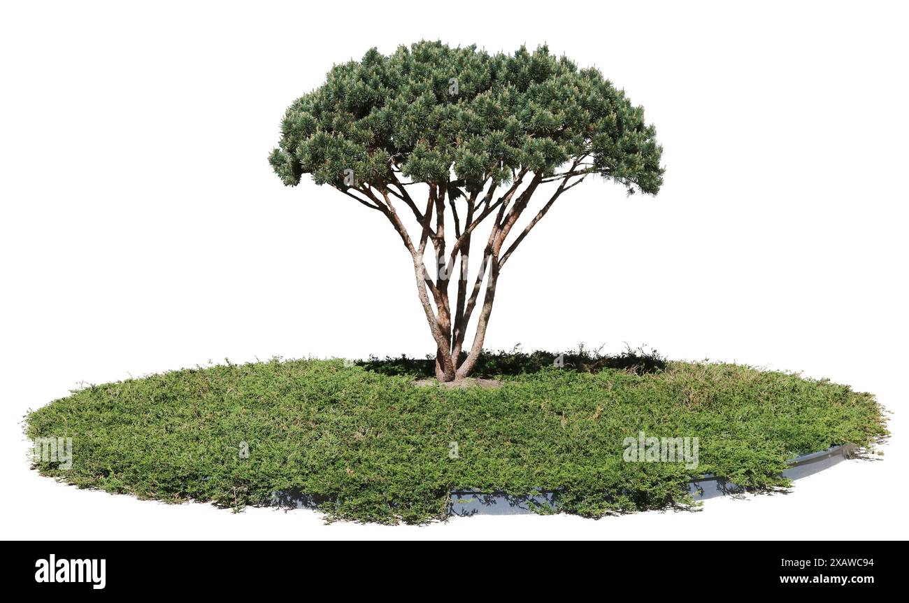 Growing a hedge Cut Out Stock Images & Pictures - Alamy