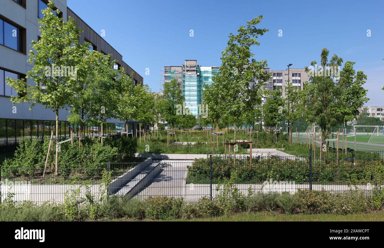Green recreation area with rowan and maple trees near a modern city ...