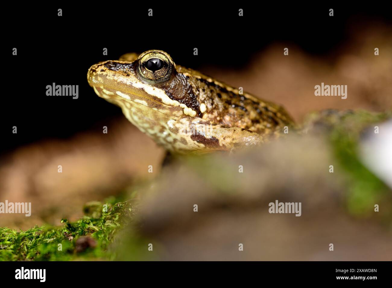 Fauna de rana hi-res stock photography and images - Alamy