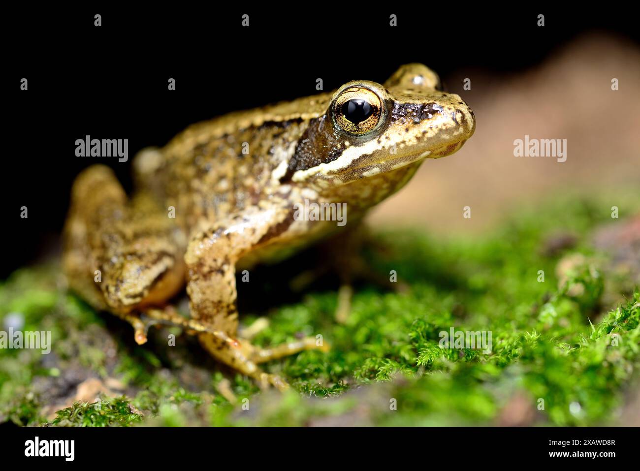 Pose de rana hi-res stock photography and images - Alamy