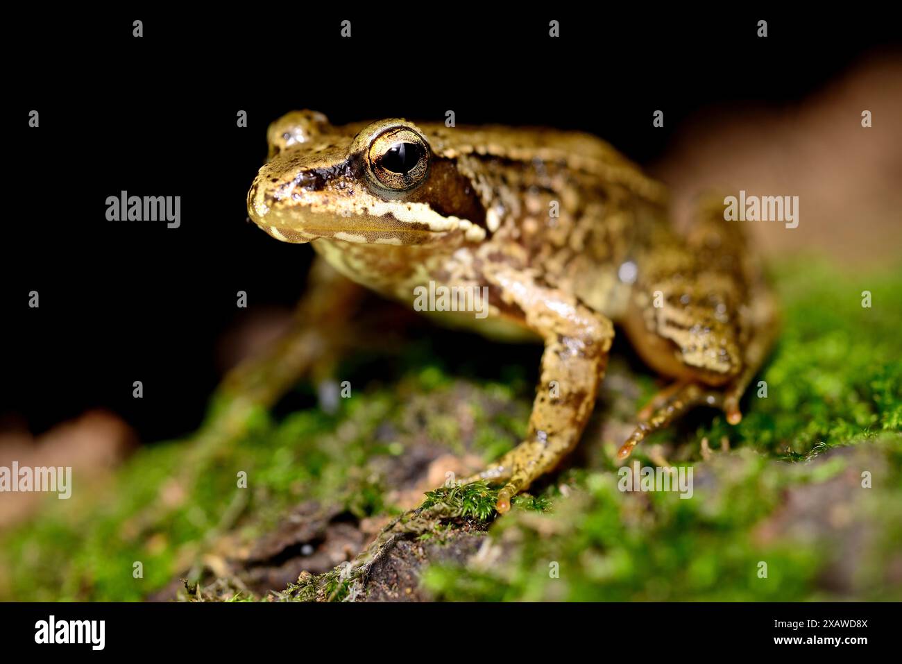 Pose de rana hi-res stock photography and images - Alamy