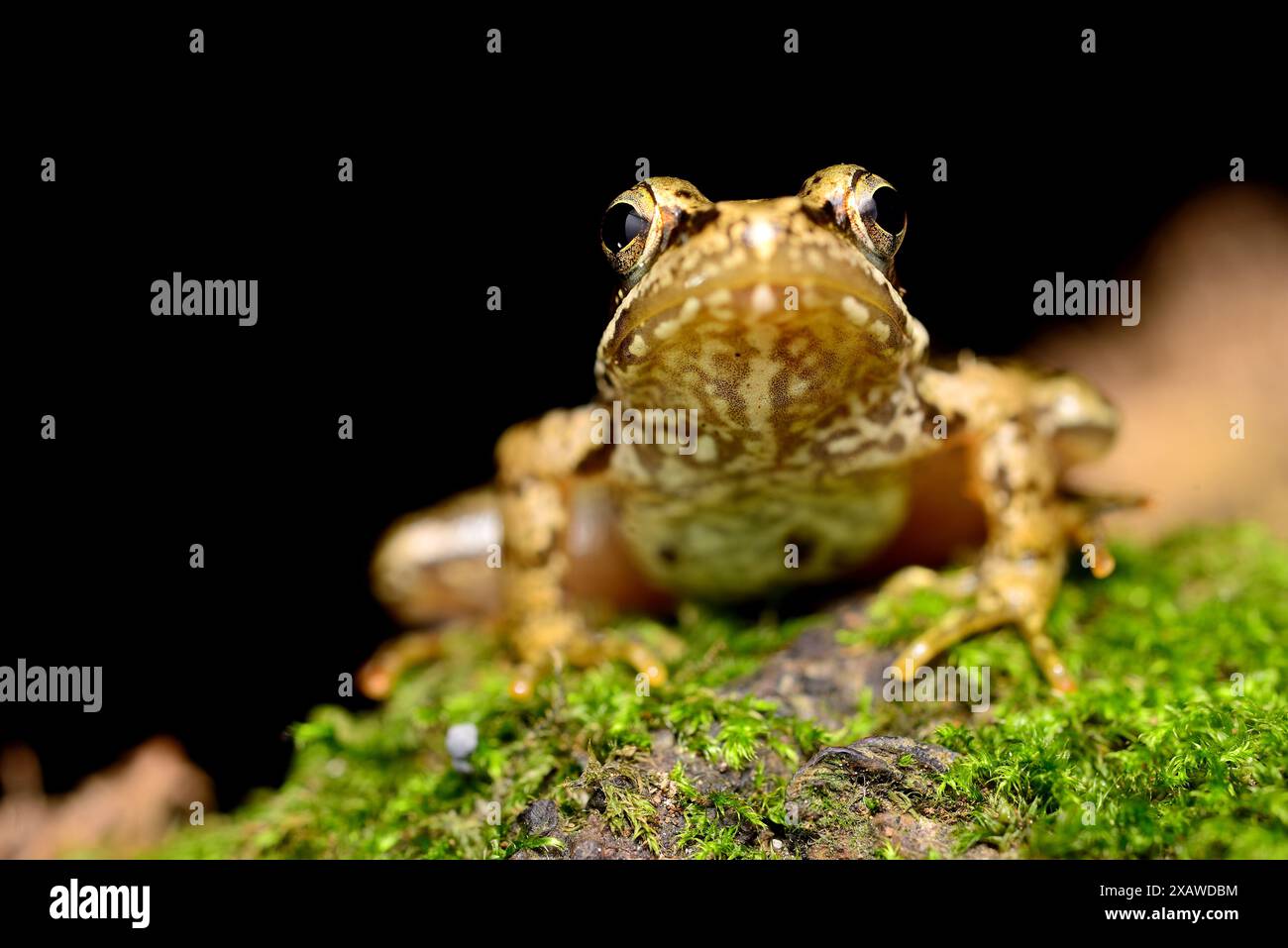 Pose de rana hi-res stock photography and images - Alamy