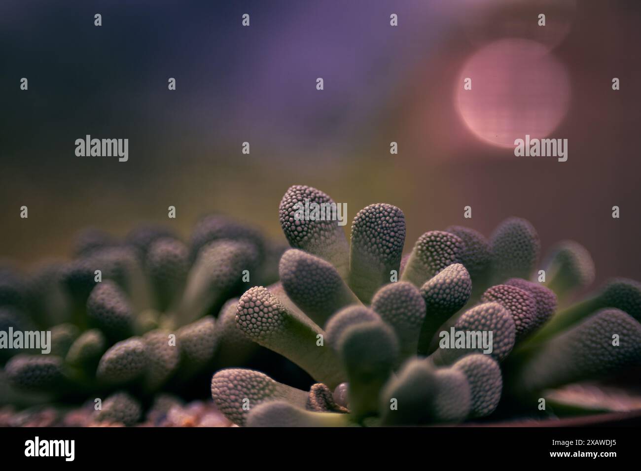Colorful Lime Titanopsis succulent plant with moon background Stock ...