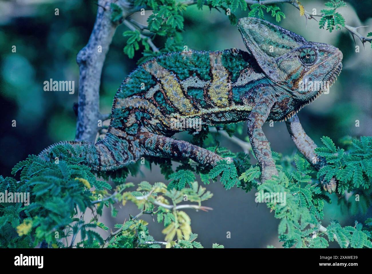 The veiled chameleon (Chamaeleo calyptratus) is a species of chameleon ...