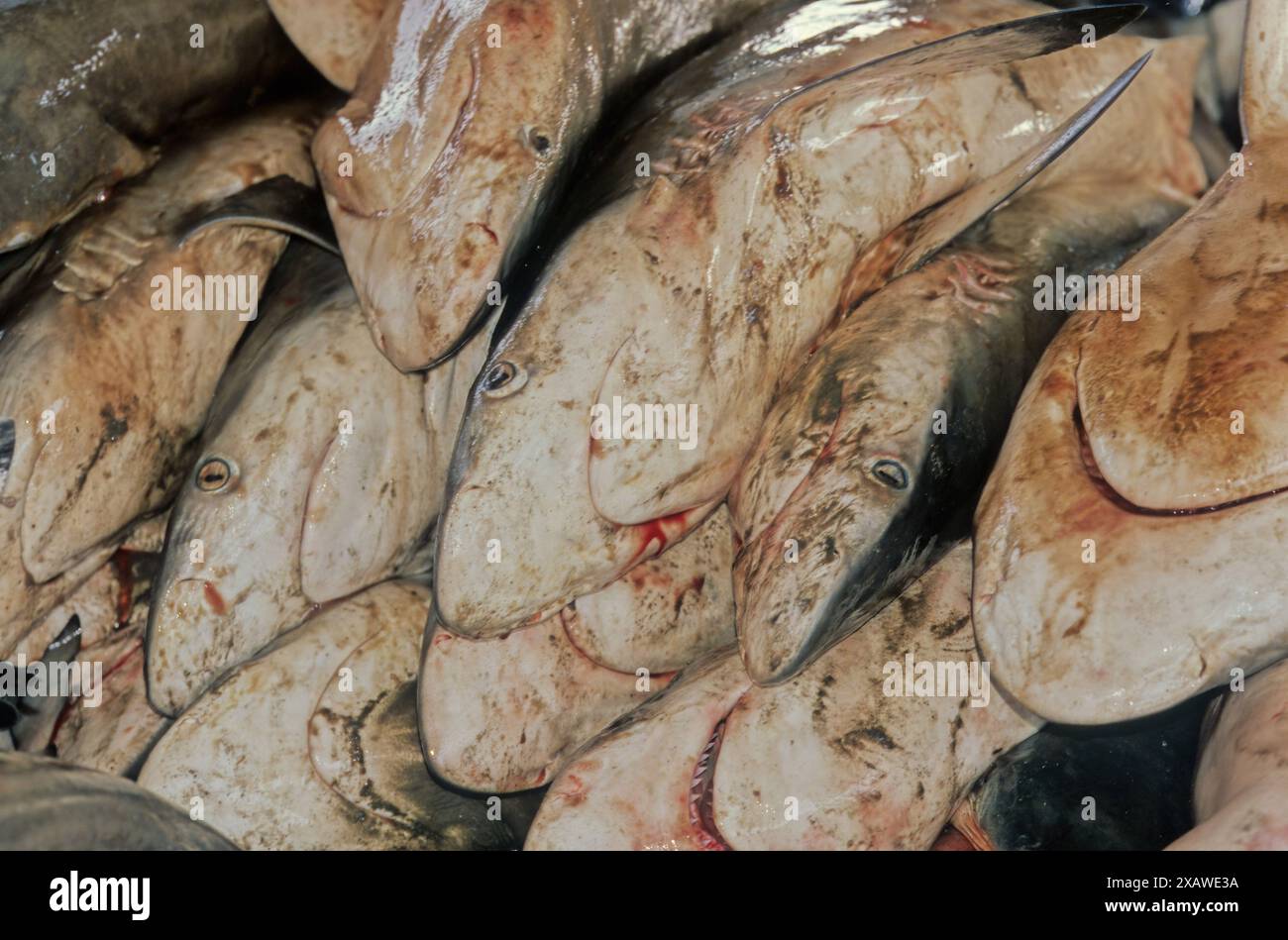 Daily shark market in Tihama is the Red Sea coastal plain of the ...