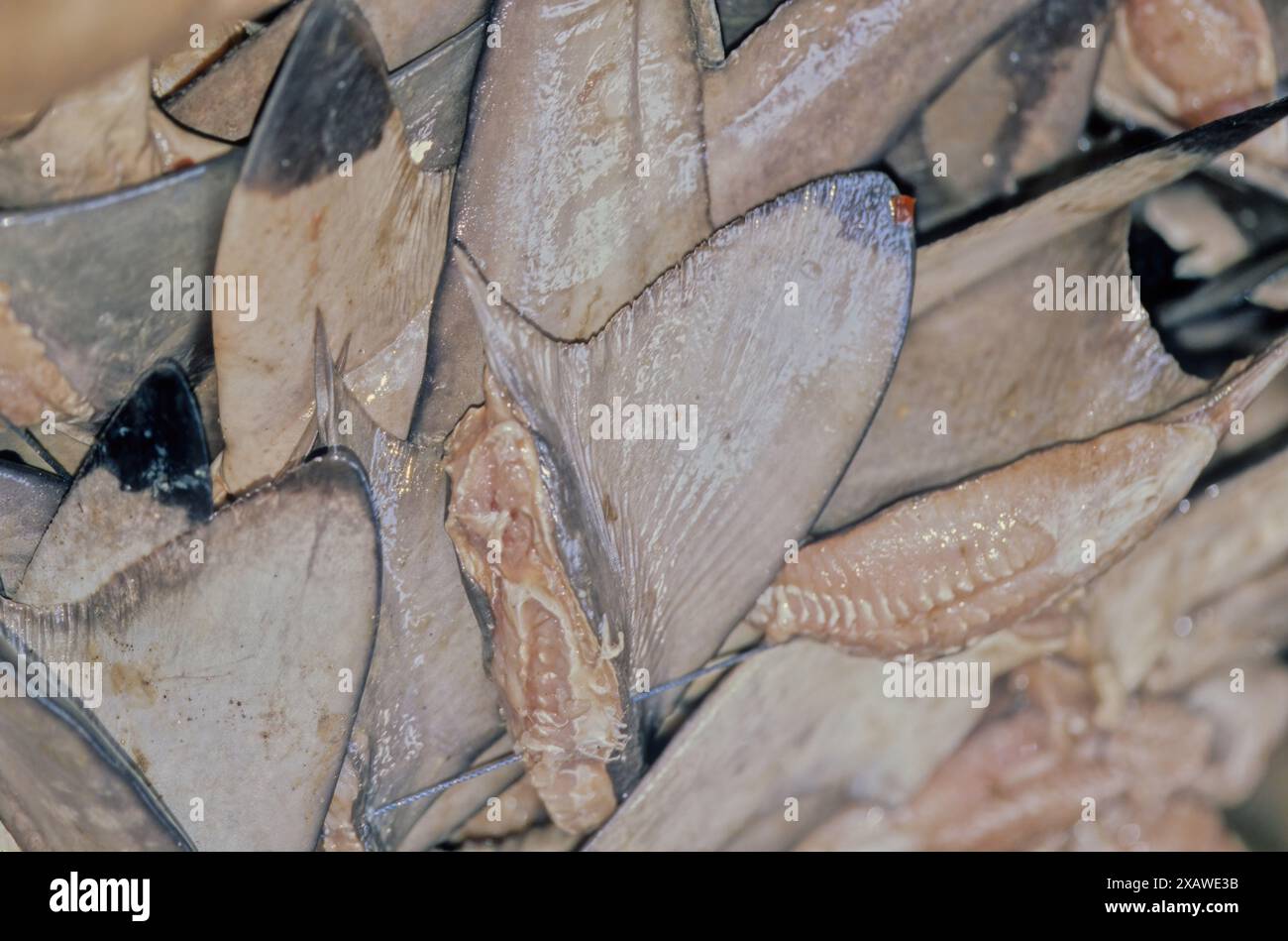 Daily shark market in Tihama is the Red Sea coastal plain of the ...