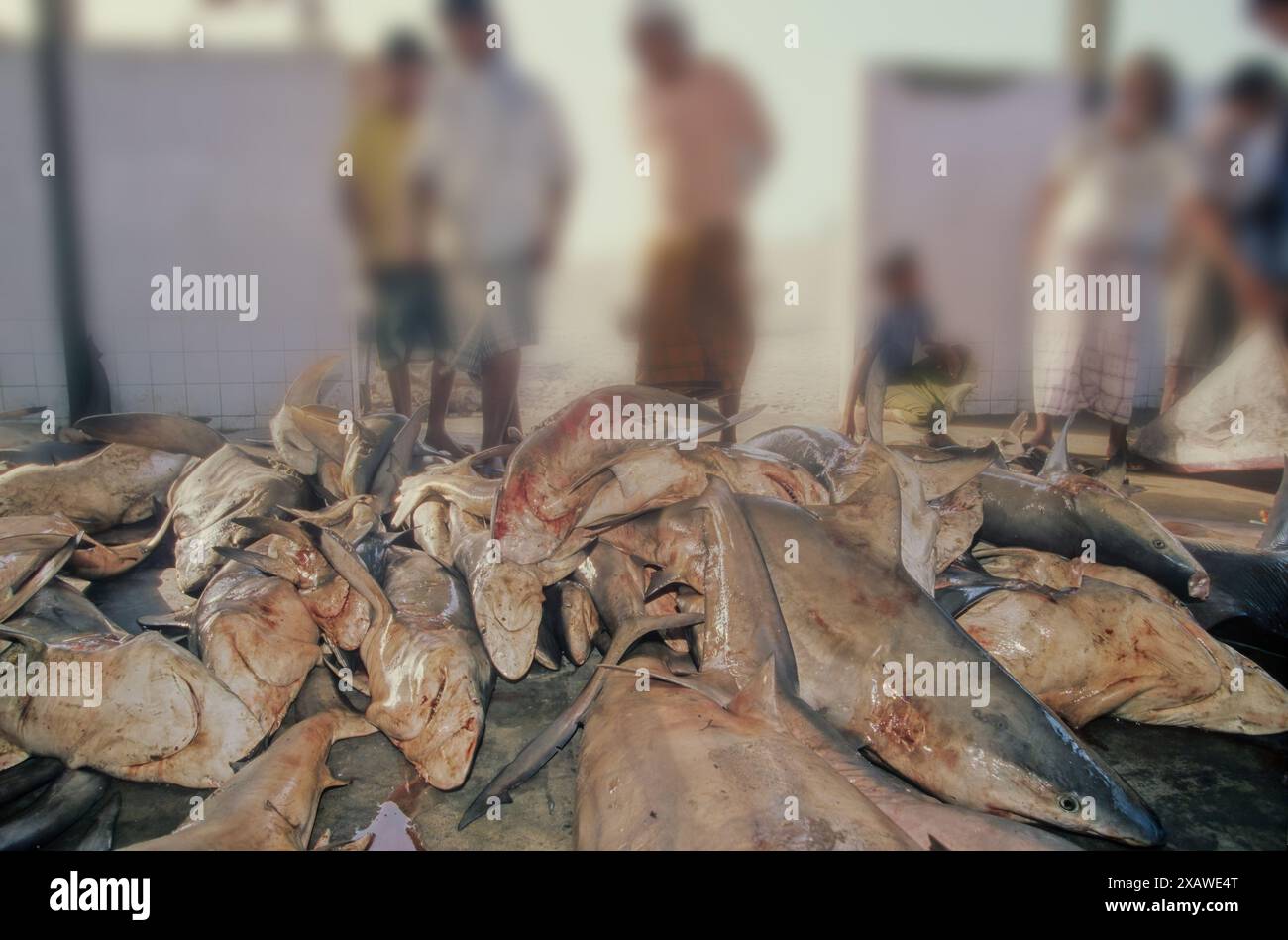 Arabian shark hi-res stock photography and images - Alamy