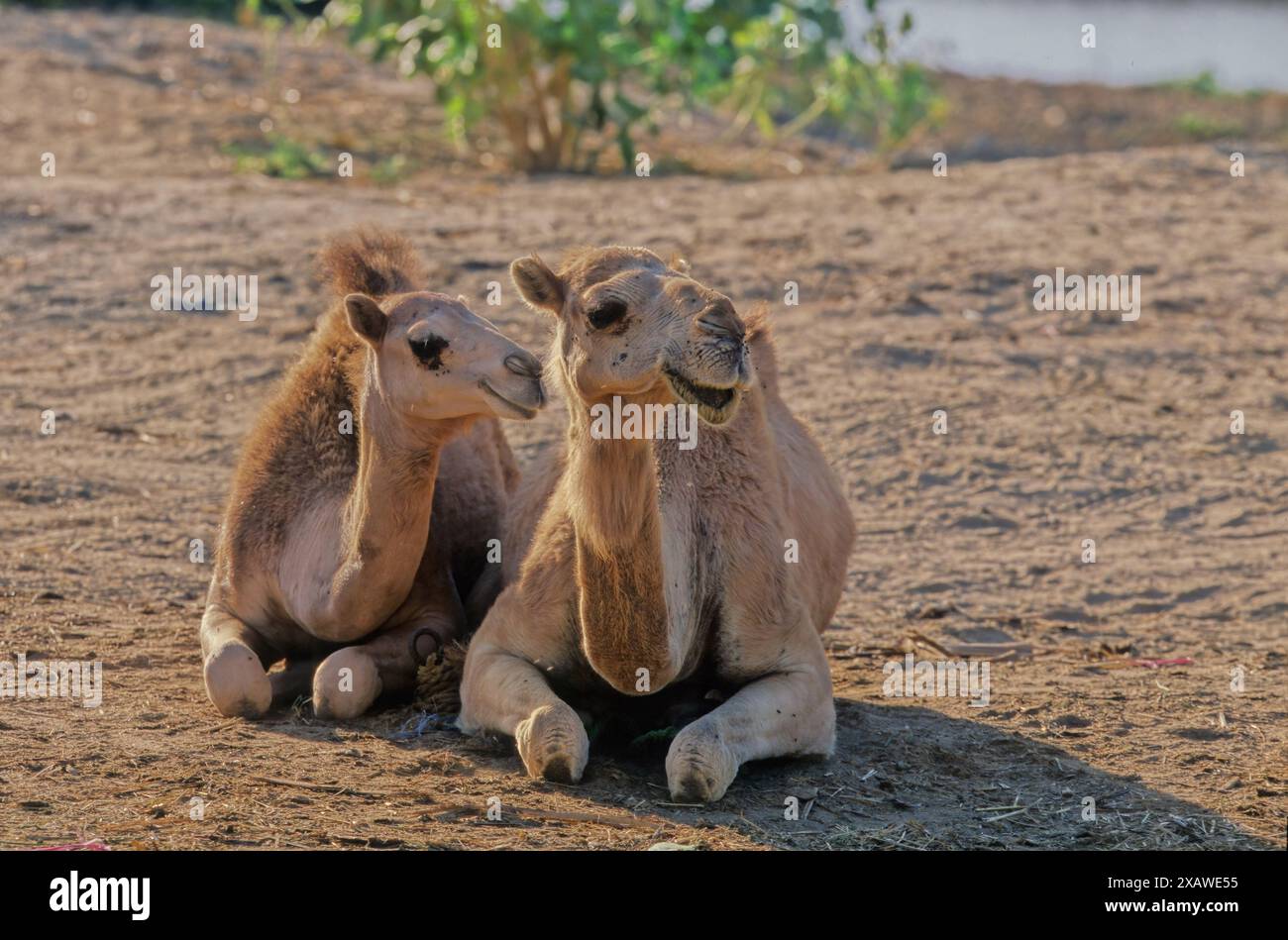 The dromedary Camelus dromedarius also known as the dromedary camel ...