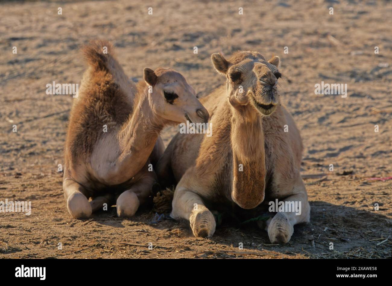 The dromedary Camelus dromedarius also known as the dromedary camel ...