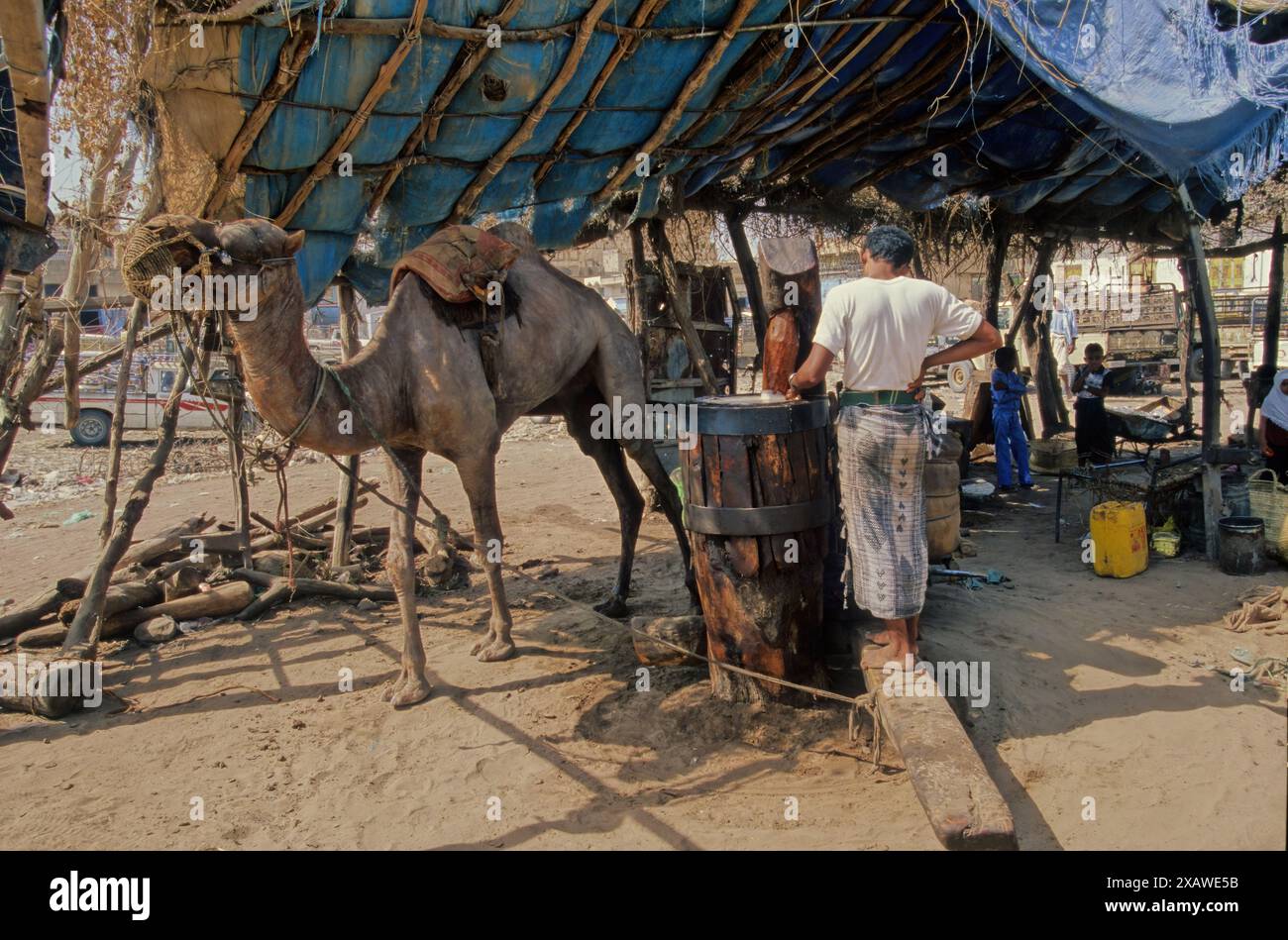 The dromedary Camelus dromedarius also known as the dromedary camel ...