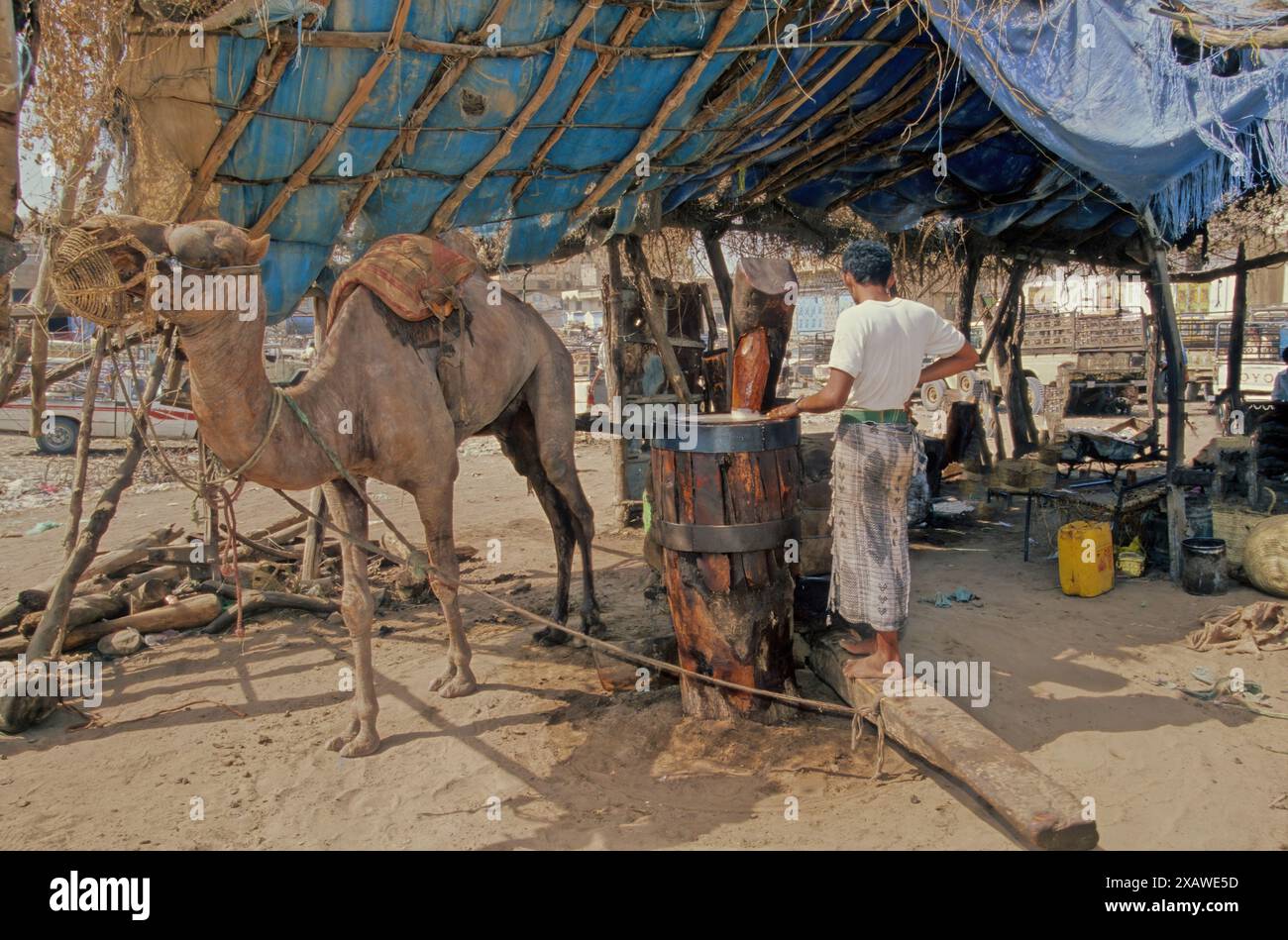The dromedary Camelus dromedarius also known as the dromedary camel ...