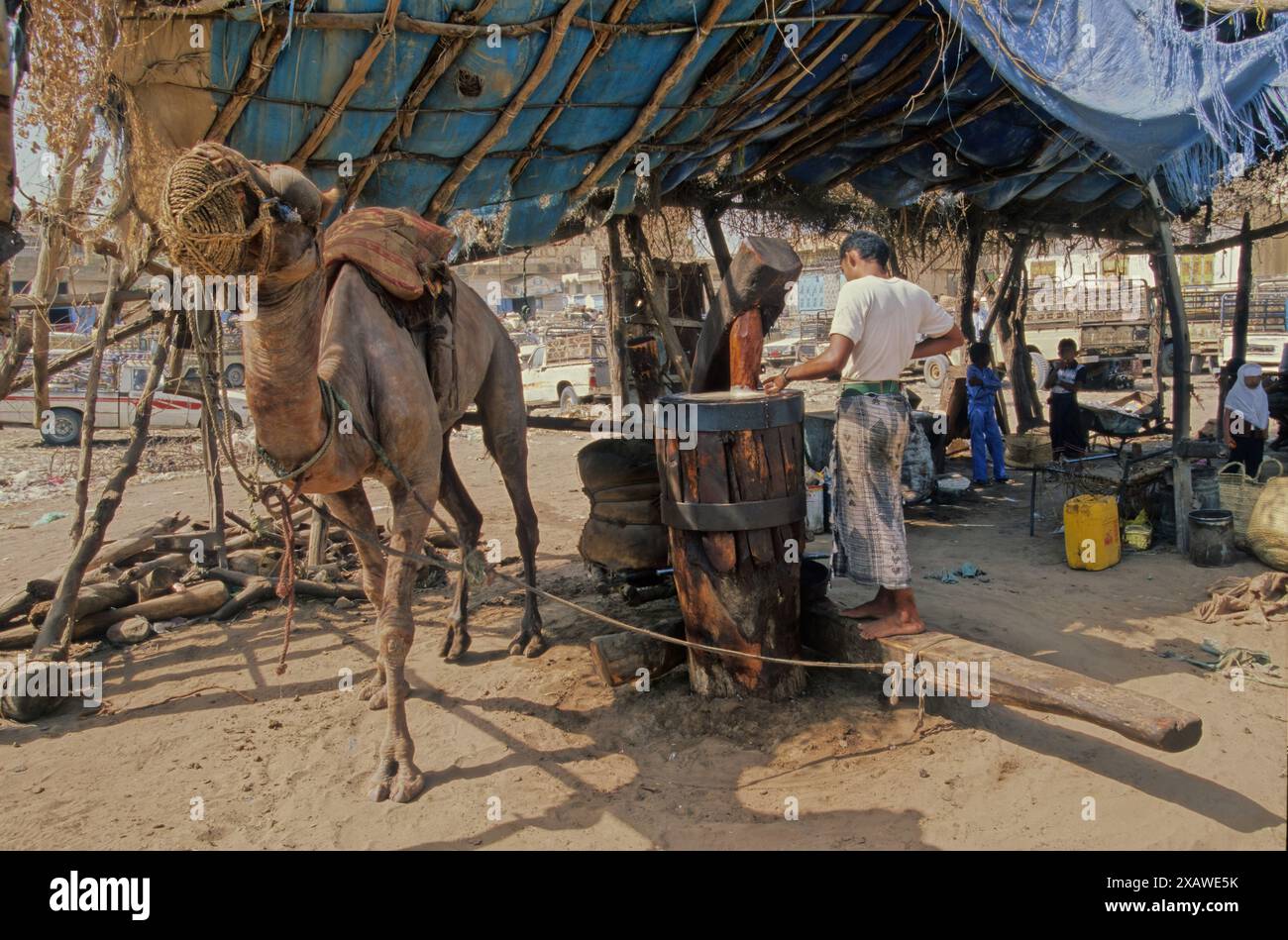 The dromedary Camelus dromedarius also known as the dromedary camel ...