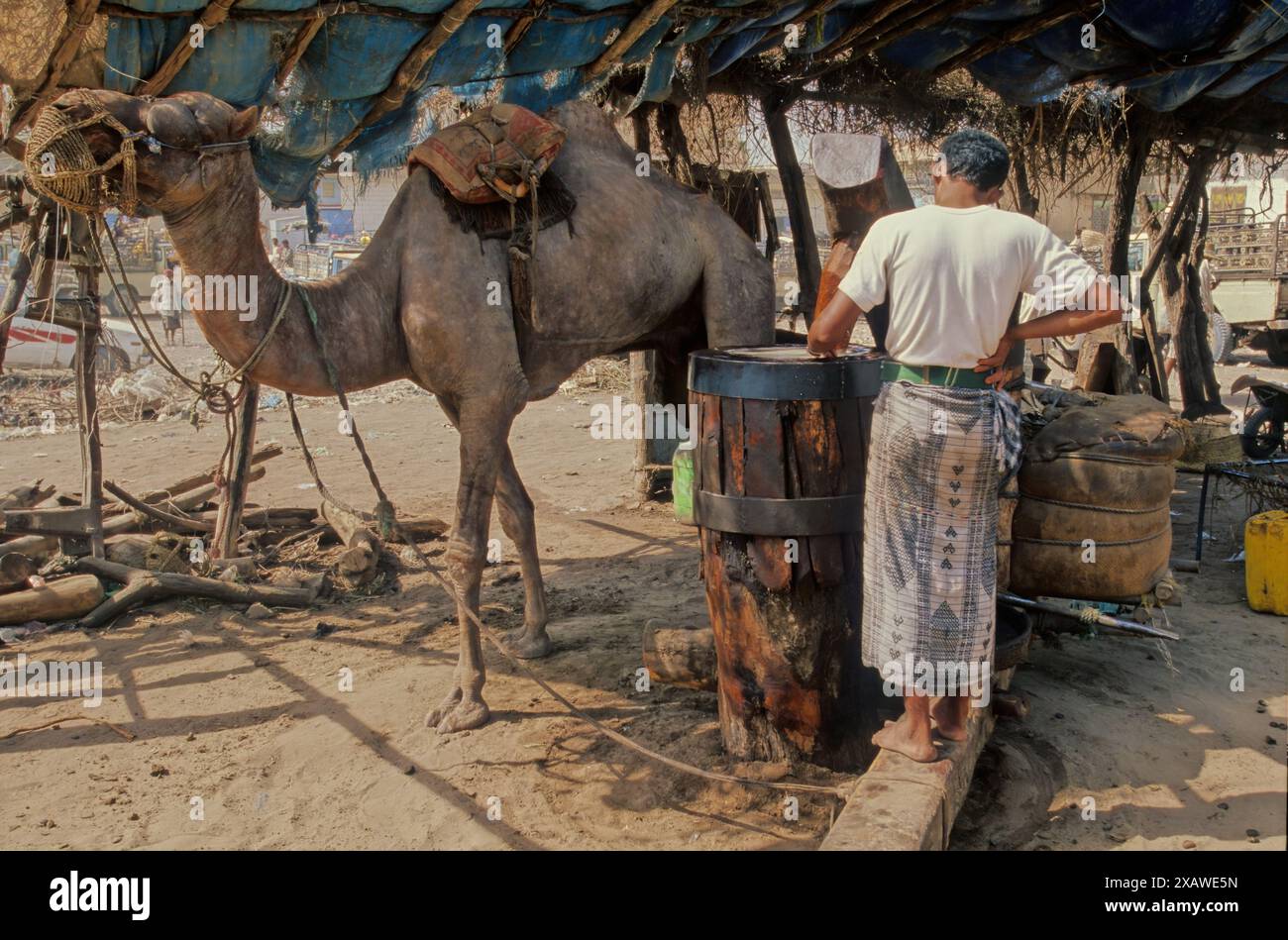 The dromedary Camelus dromedarius also known as the dromedary camel ...
