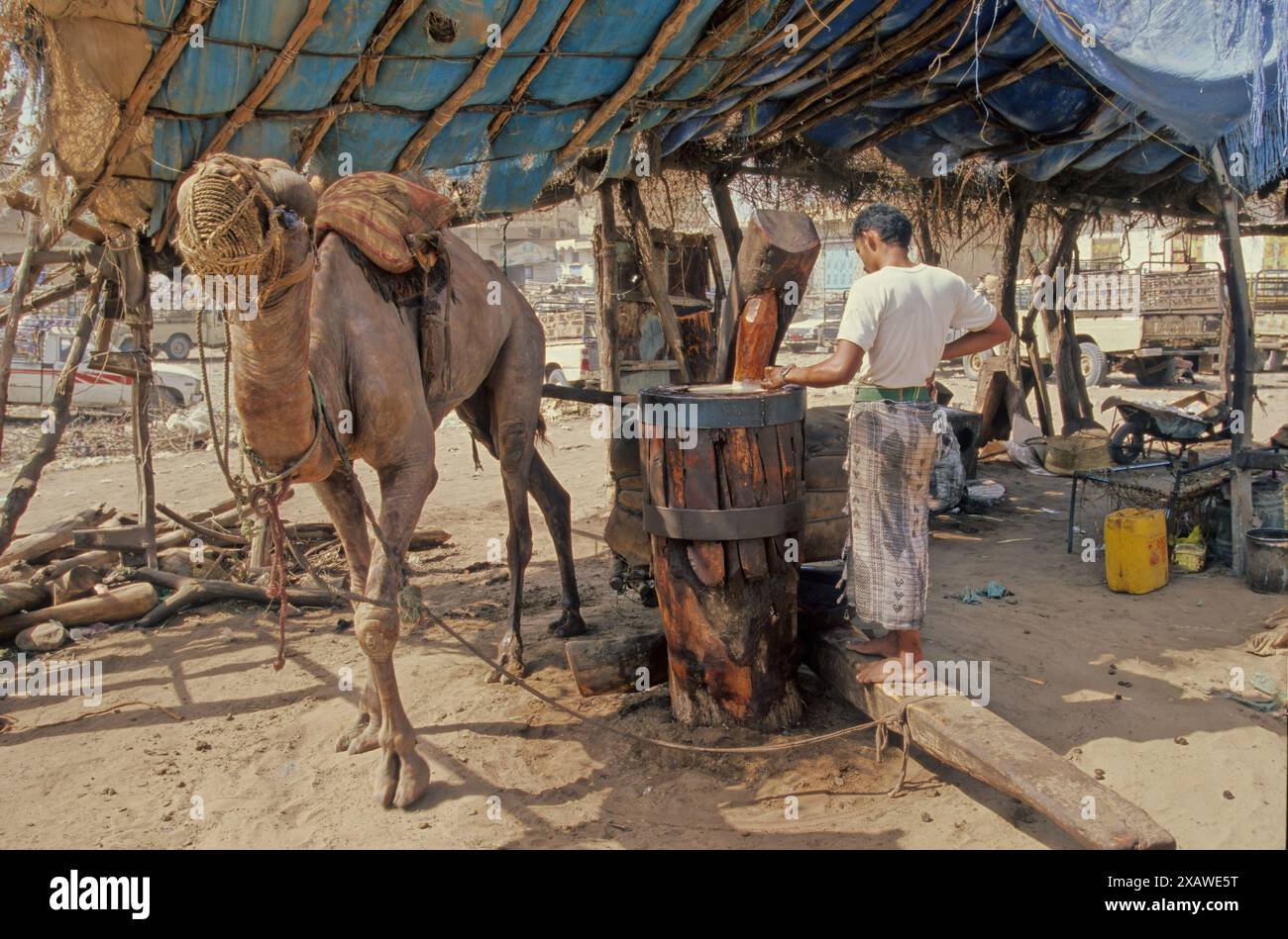 The dromedary Camelus dromedarius also known as the dromedary camel ...