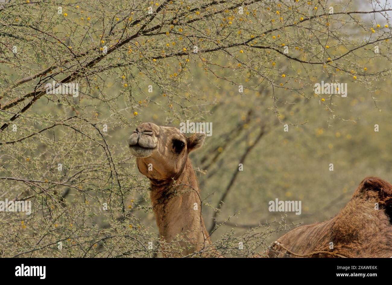 The dromedary Camelus dromedarius also known as the dromedary camel ...