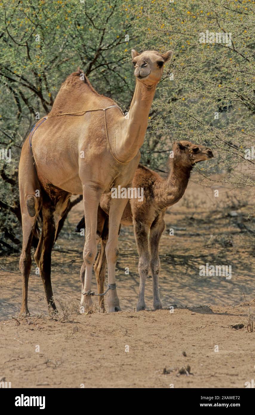 The dromedary Camelus dromedarius also known as the dromedary camel ...