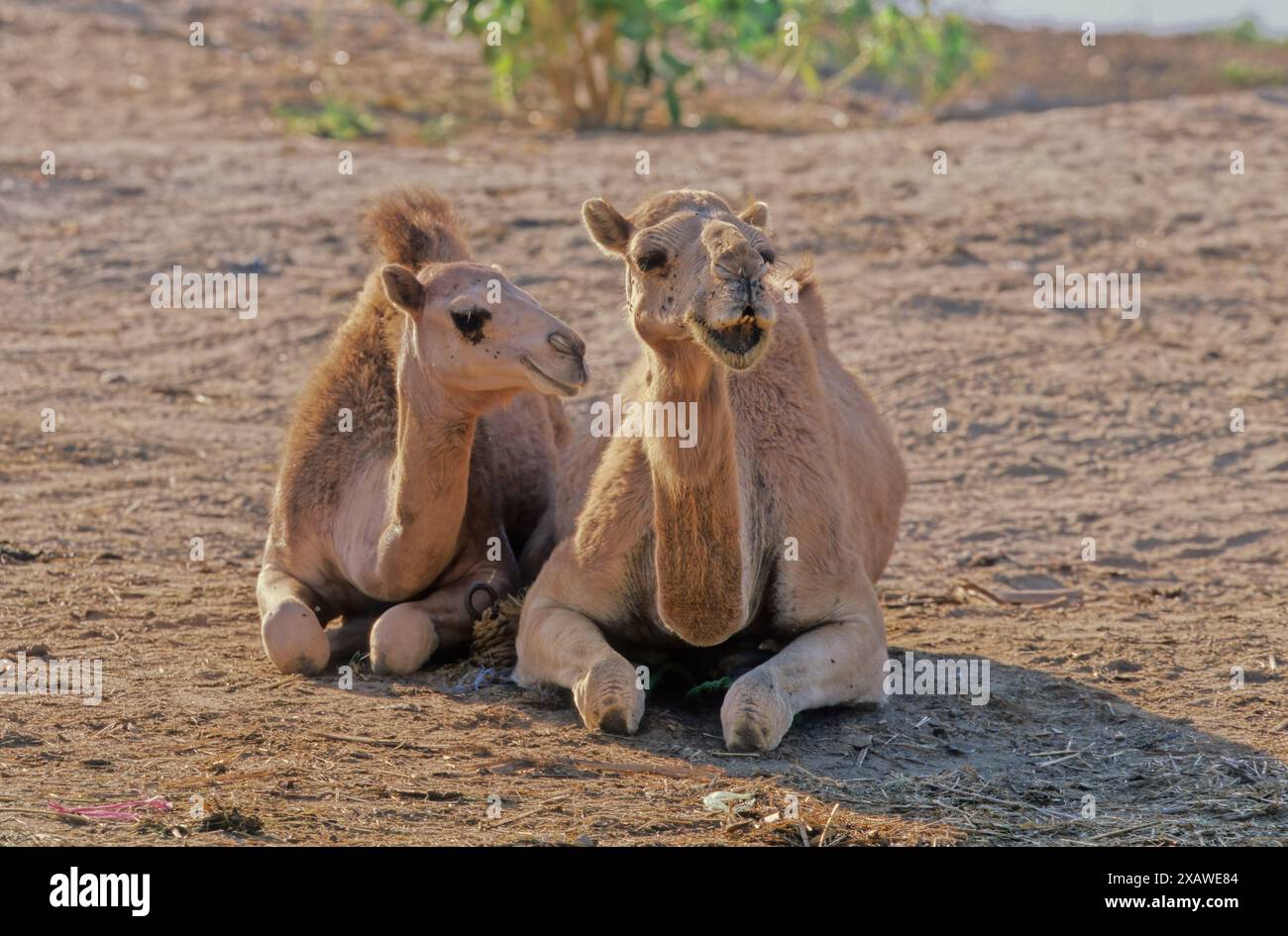 The dromedary Camelus dromedarius also known as the dromedary camel, Arabian camel or one-humped ...