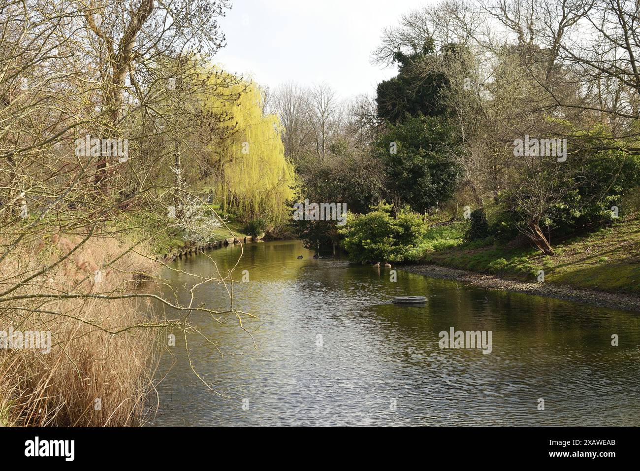 Regents Park bird pond in early spring. London, England, UK Stock Photo ...