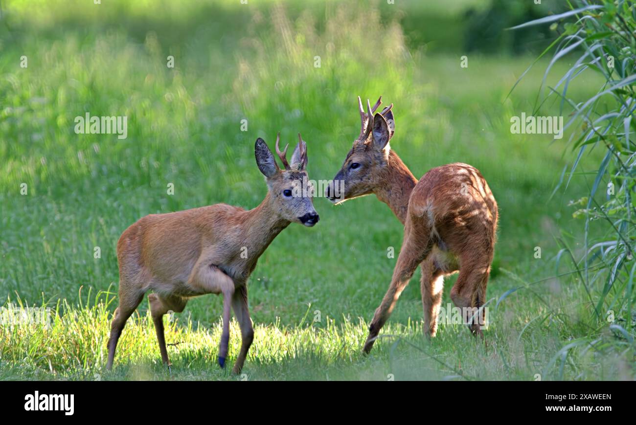 Young roe deer uk hi-res stock photography and images - Alamy