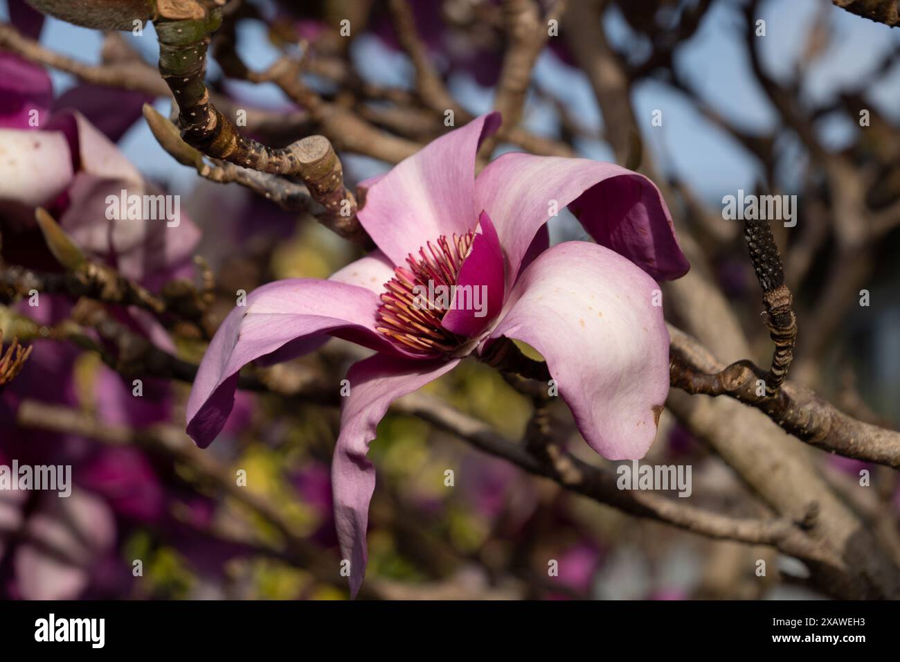 Magenta pink magnolia flower in bloom. Inside flower can be seen ...