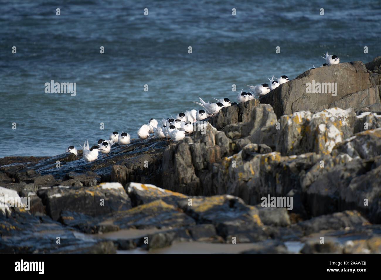 White-fronted tern (Sterna striata) colony in Bluff, New Zealand. Terns ...