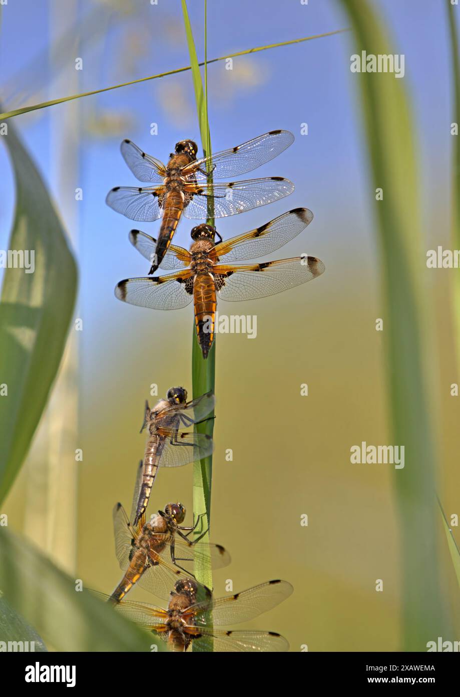 Multiple insect species hi-res stock photography and images - Alamy