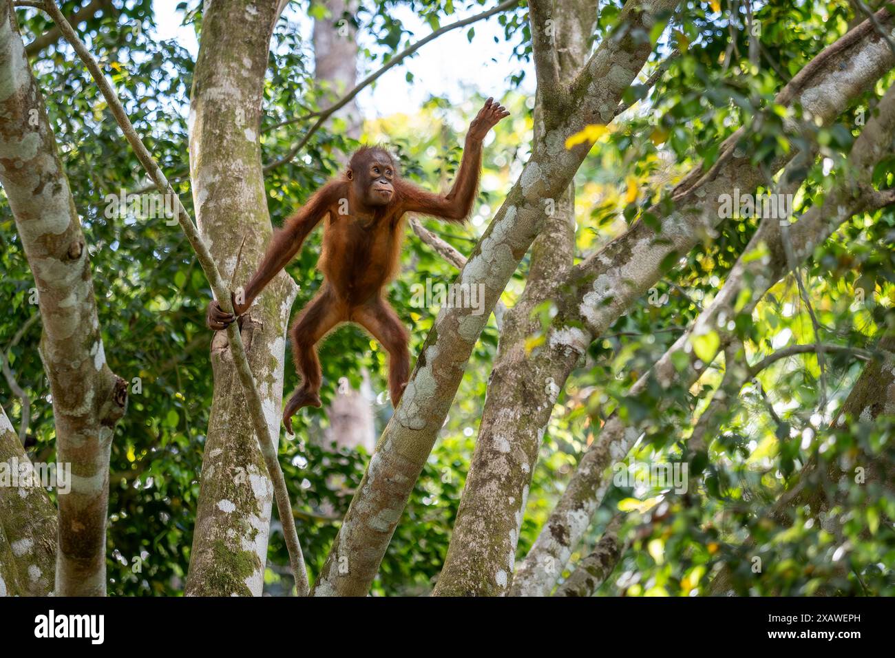 Bornean Orangutan - Pongo pygmaeus, beautiful large popular ape endemic ...