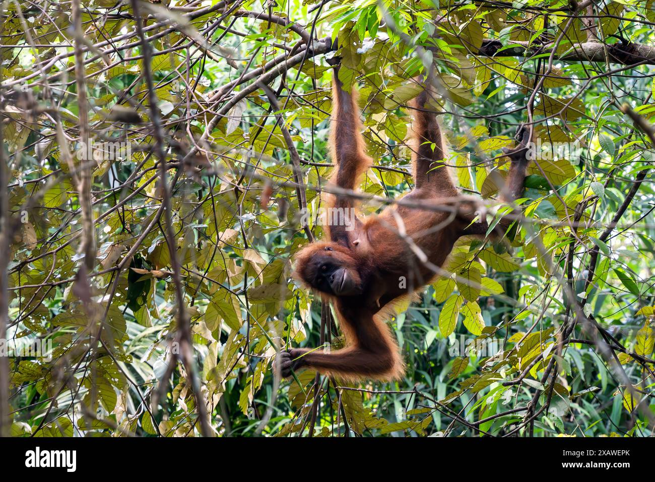 Bornean Orangutan - Pongo pygmaeus, beautiful large popular ape endemic ...
