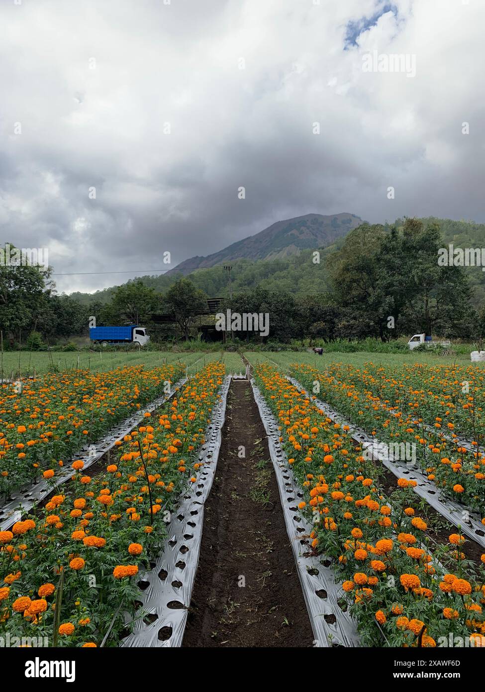 A scenic view of a marigold flower farm with rows of vibrant orange ...