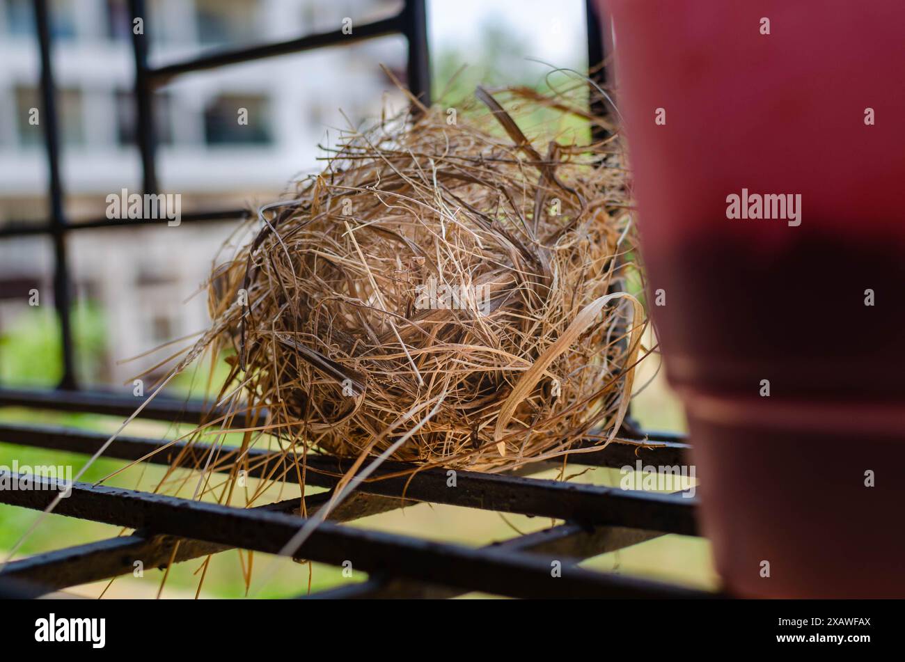 Abandoned Birds Nest on a window Stock Photo - Alamy
