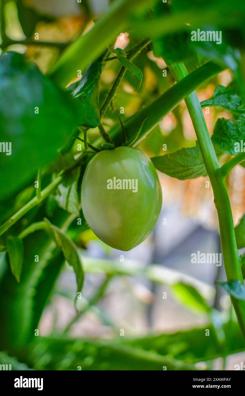 Unripe green tomato on vine Stock Photo - Alamy
